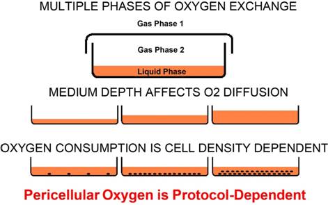 BioSpherix | What O2 Levels Do My Cell Cultures Experience?